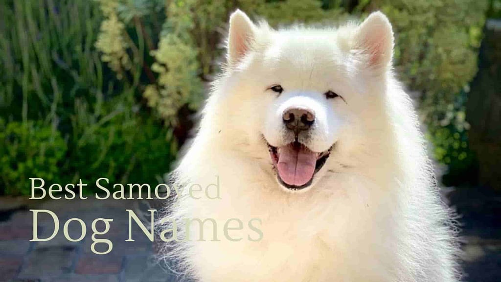 Best Samoyed Dog Names of 2024: Cute, Unique, and Meaningful Ideas