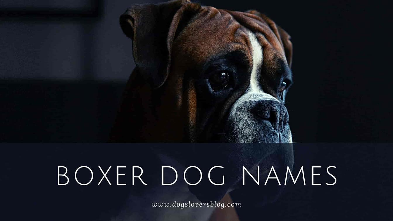 Boxer Dog Names: Top Picks for Your Furry Friend in 2025
