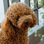 150 Best Male Poodle Names: A List of Ideas to Help You Pick the One ...