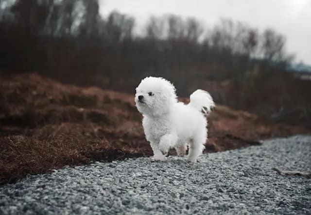 Top 10 Cute Small Fluffy Dog Breeds for Pet Lovers
