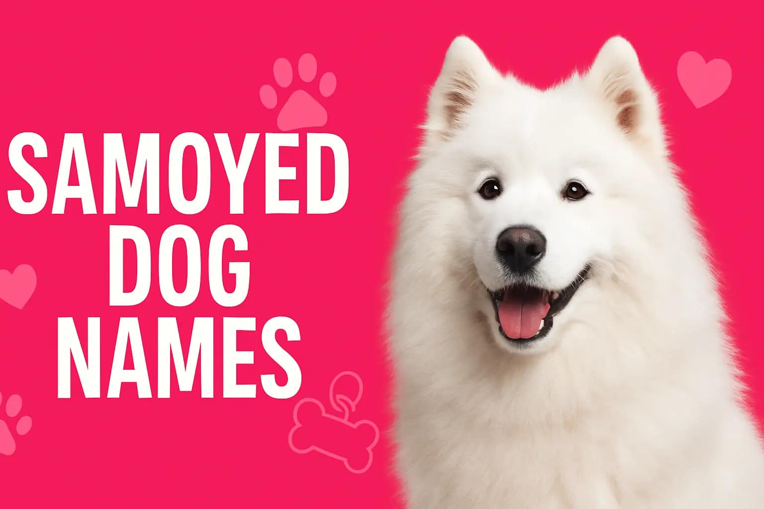 Samoyed Dog Names: Finding the Perfect Name for Your "Smiley" Dog ...