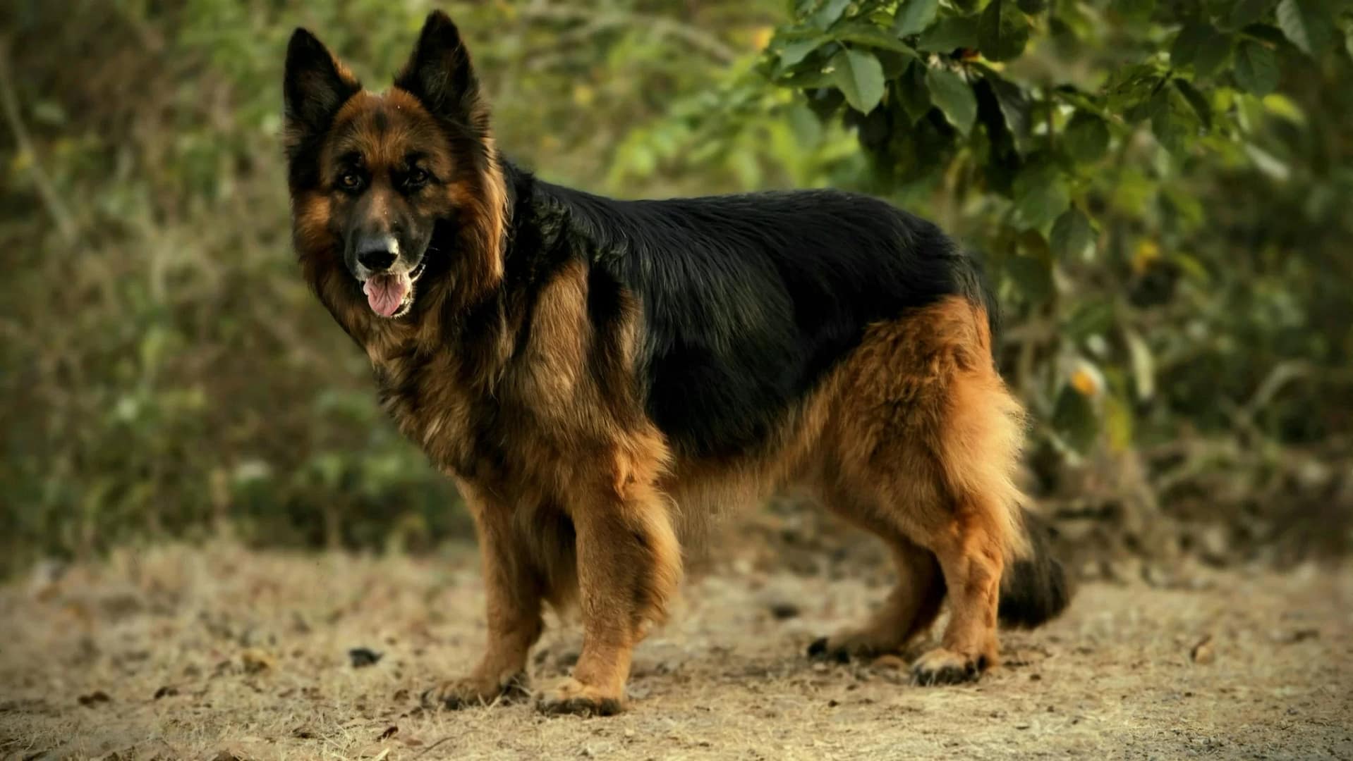 8 Beautiful Black and Tan Dog Breeds (Size & Temperament Guide)