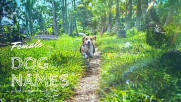 +120 Popular, Cute, and Unique Female Poodle Names You’ll Love