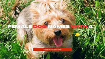 100 Best Short Dog Names: The Cutest Options for Your Four-Legged Companion