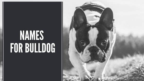 + 350 Best Names For Bulldog That Are Totally Amazing 2024