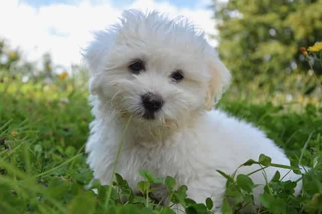 Top 10 Cute, Adorable and Small Fluffy Dog Breeds You'll Want to Own