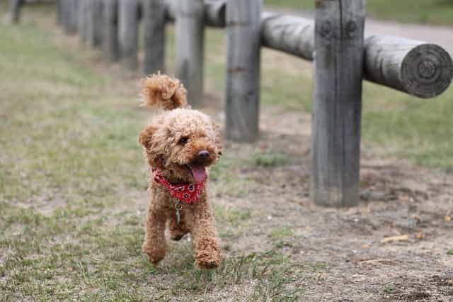 5 Best Small Curly Haired Dogs: Everything You Need to Know Before You ...