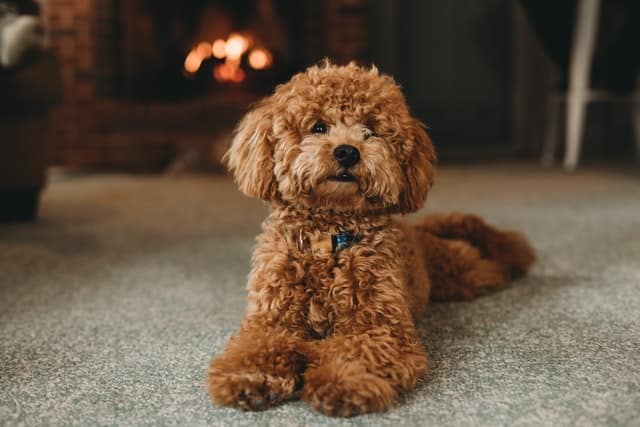 150 Best Male Poodle Names: A List of Ideas to Help You Pick the One ...