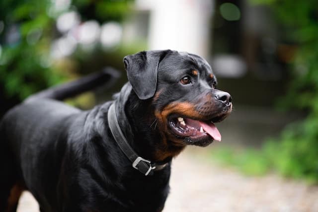 5 Best Dog Collars for Rottweilers in 2024: Find Your Rottweiler’s Perfect Fit